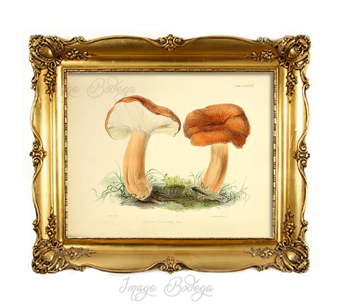 Vintage Mushrooms Digital Image. Mushroom Illustrations, Old Plate ...