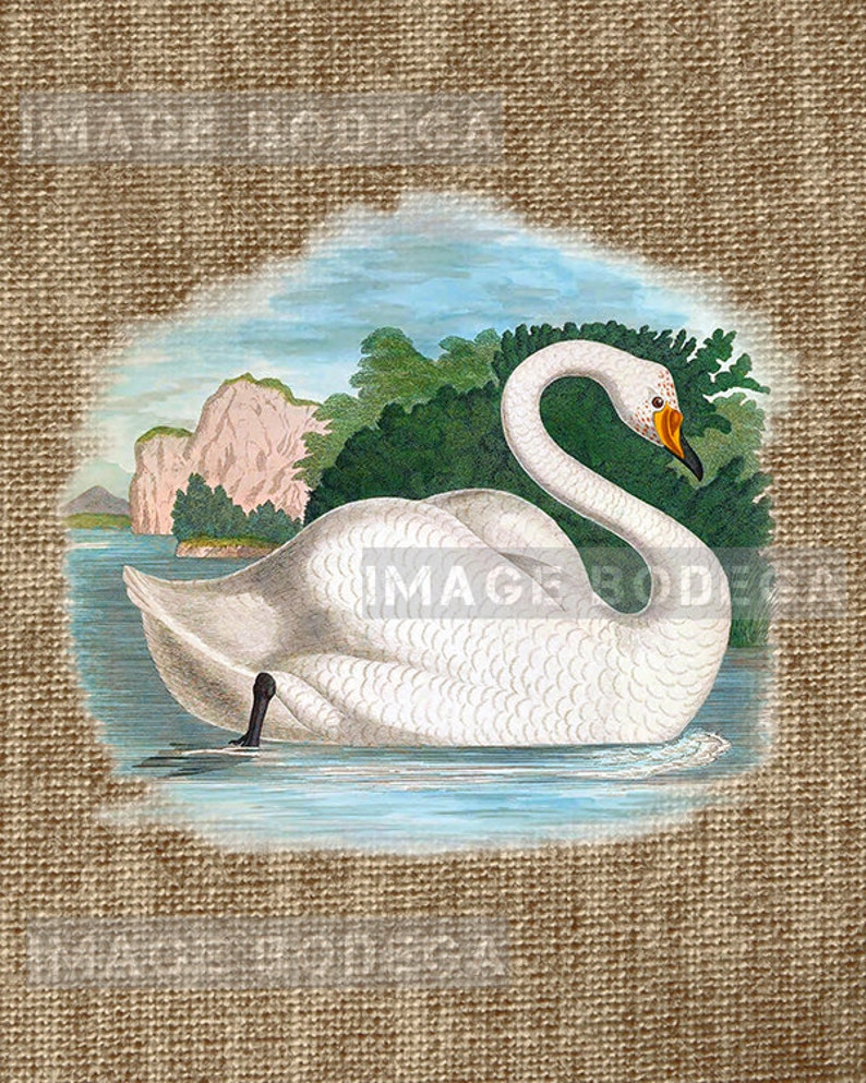 Swan Illustration, Old Hand Drawing Image for Any Purpose, Digitally ...