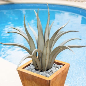Octopus Agave Desert Landscaping, Zeroscaping, Xeriscape, Drought ...