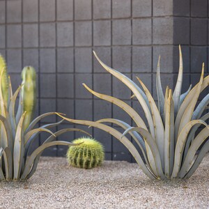 Octopus Agave Desert Landscaping, Zeroscaping, Xeriscape, Drought ...