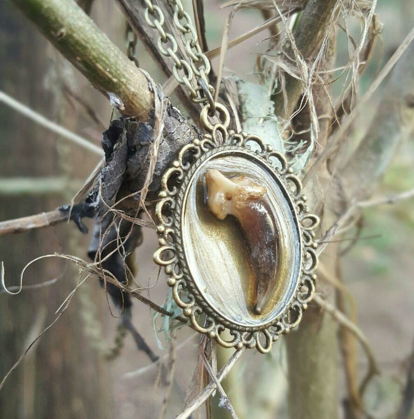 Coyote Claw Necklace | Etsy