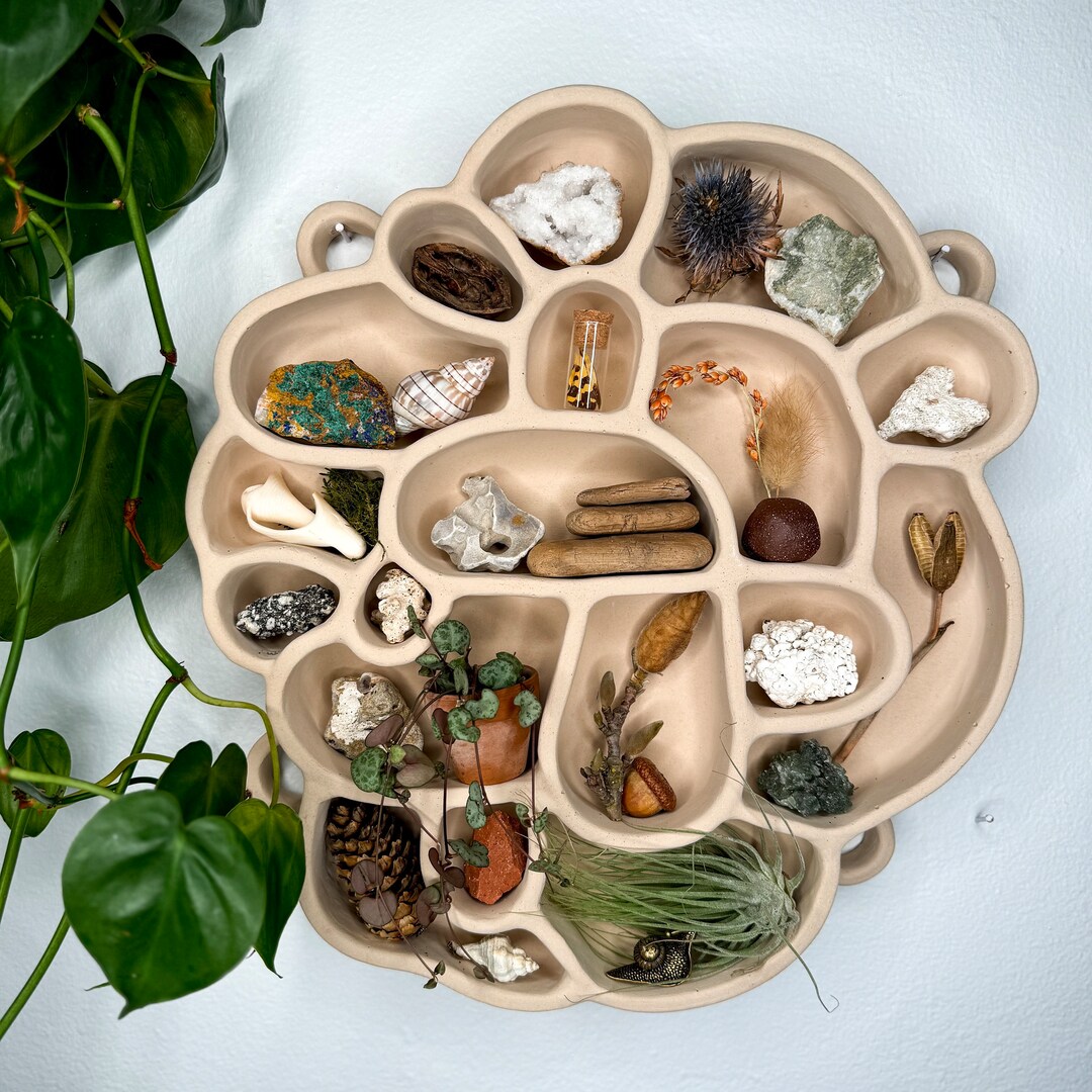 Curio Shelf in Sand - Trinket Display, Nature Shelf, Wall Display Case ...