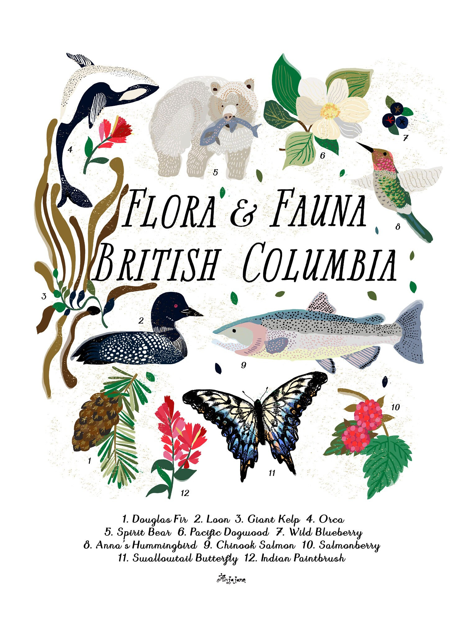 Flora and Fauna of British Columbia Art Print Illustration - Etsy