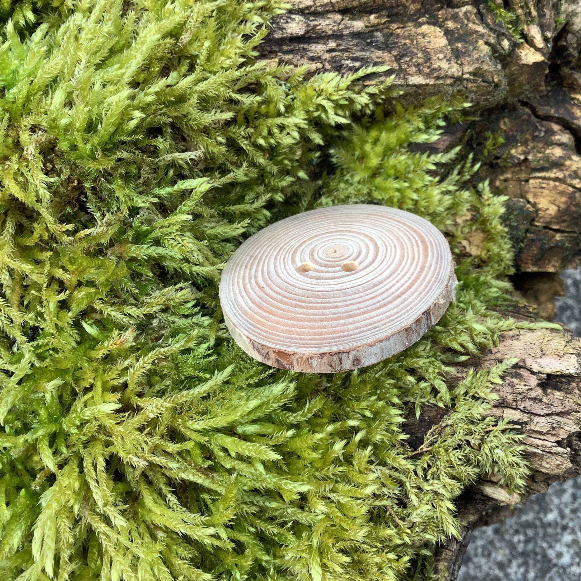 A Big Wooden Button, Tree Branch Button, Wood Slice From a Spruce ...