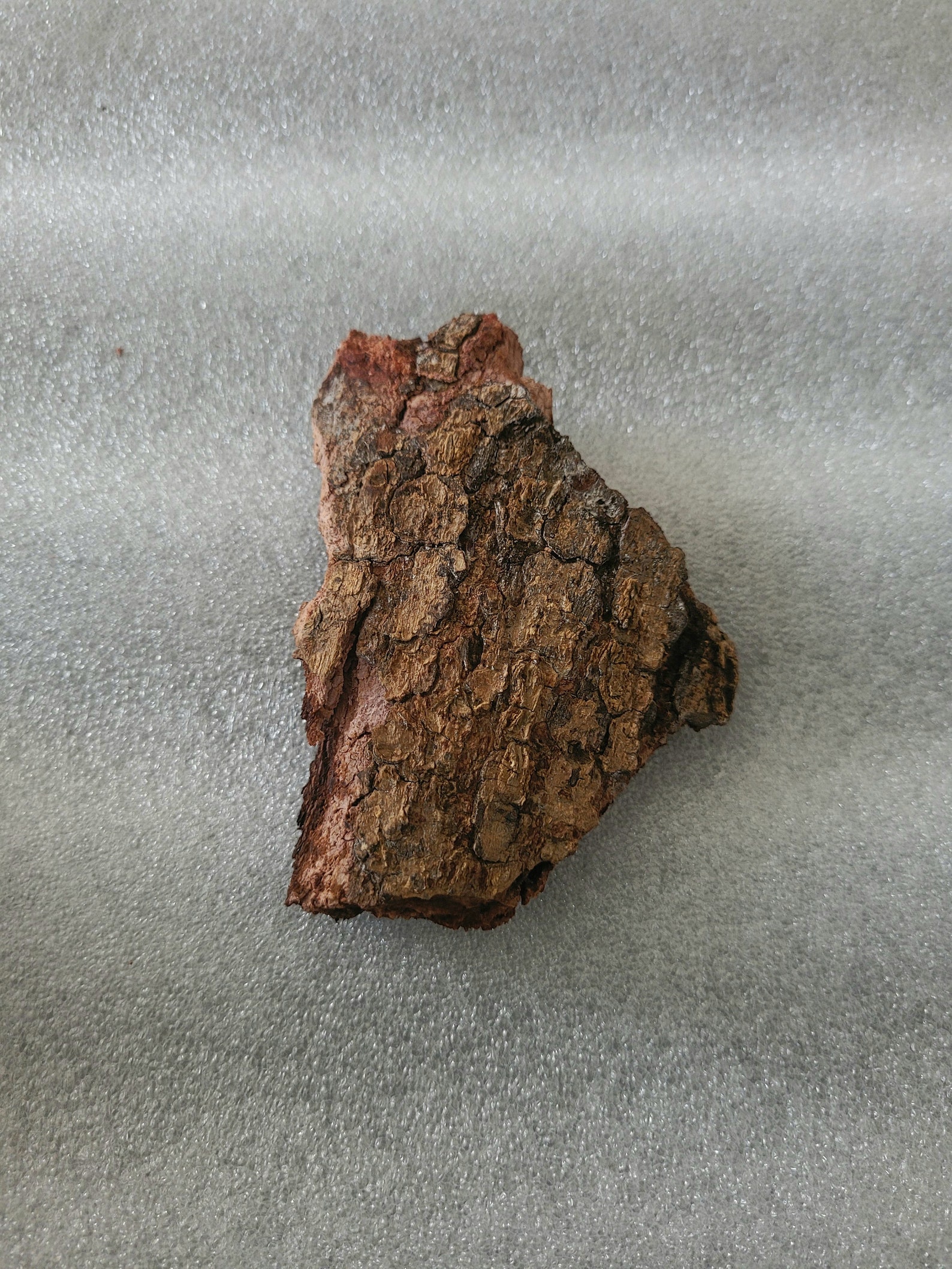 EPO OBO, Authentic Anti Witchcraft Bark Powder. Ficus Platyphylla - Etsy