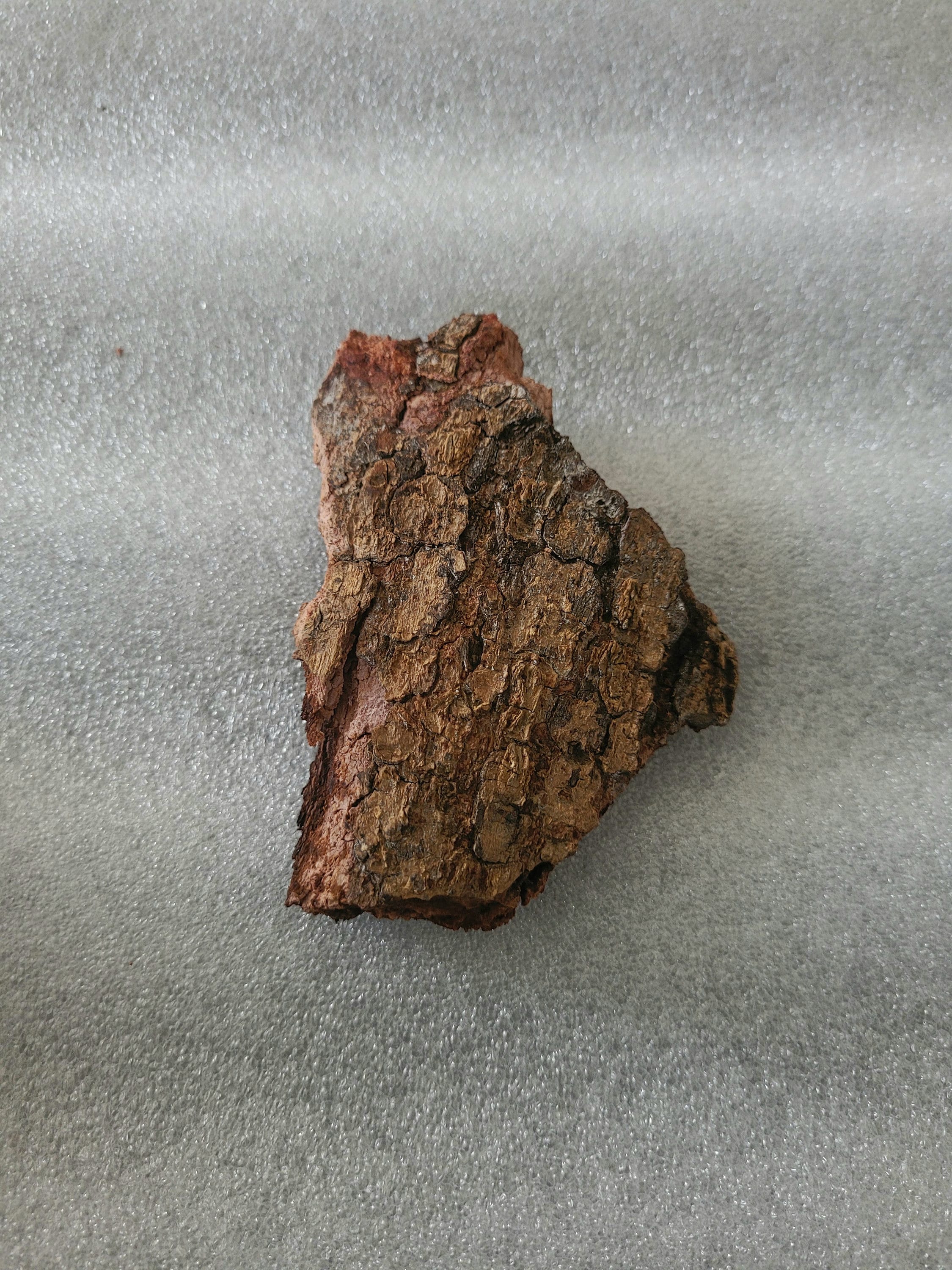 EPO OBO, Authentic Anti Witchcraft Bark Powder. Ficus Platyphylla ...