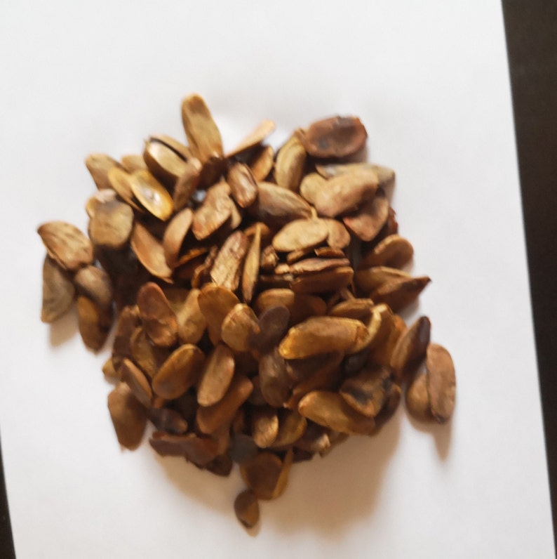 Organic Akuamma Seed .picralima Nitida - Etsy