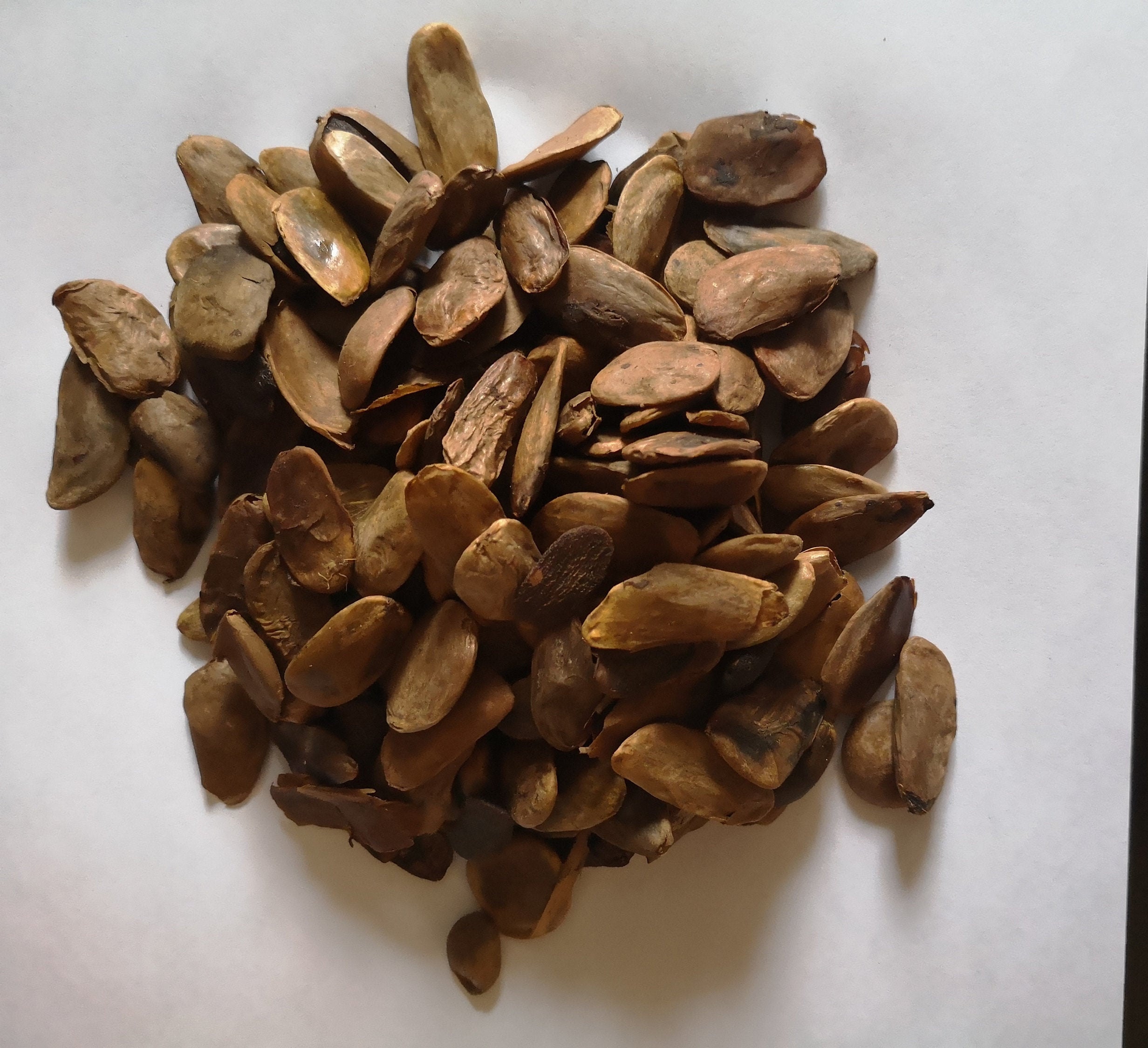 Organic Akuamma seed .Picralima Nitida | Etsy