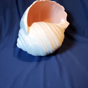 Poole Pottery, Poole Large Sea Shell, Conch Shell, Poole Twin Tone ...