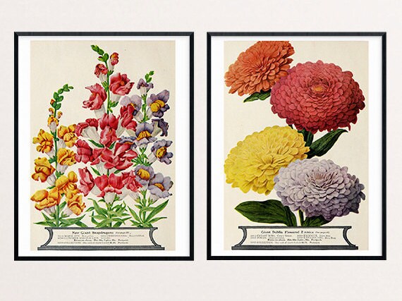 Flower Seed Packets Magazine Ad Catalog Floral Art | Etsy