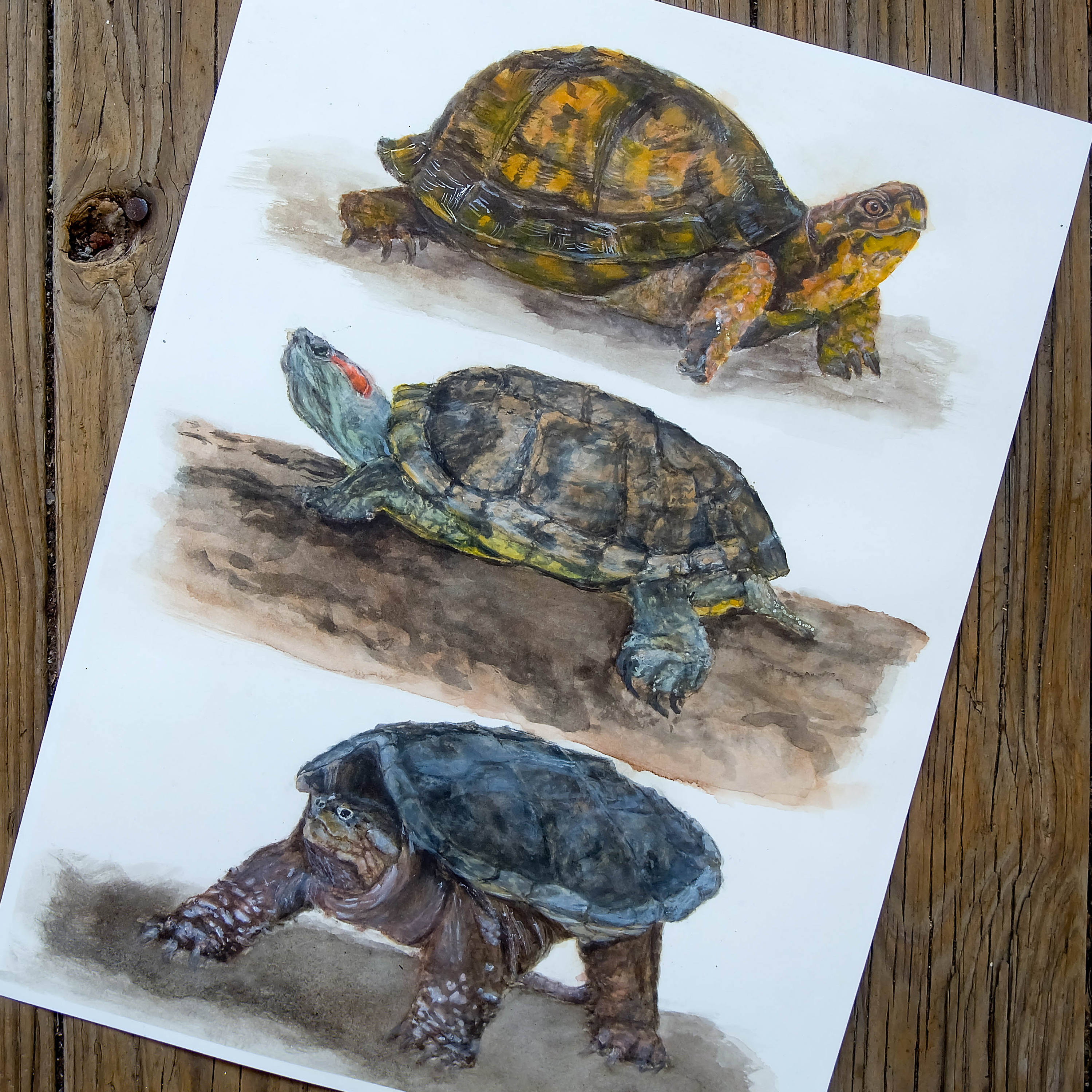 Snapping Turtle Fine Art Print from an original watercolor | Etsy
