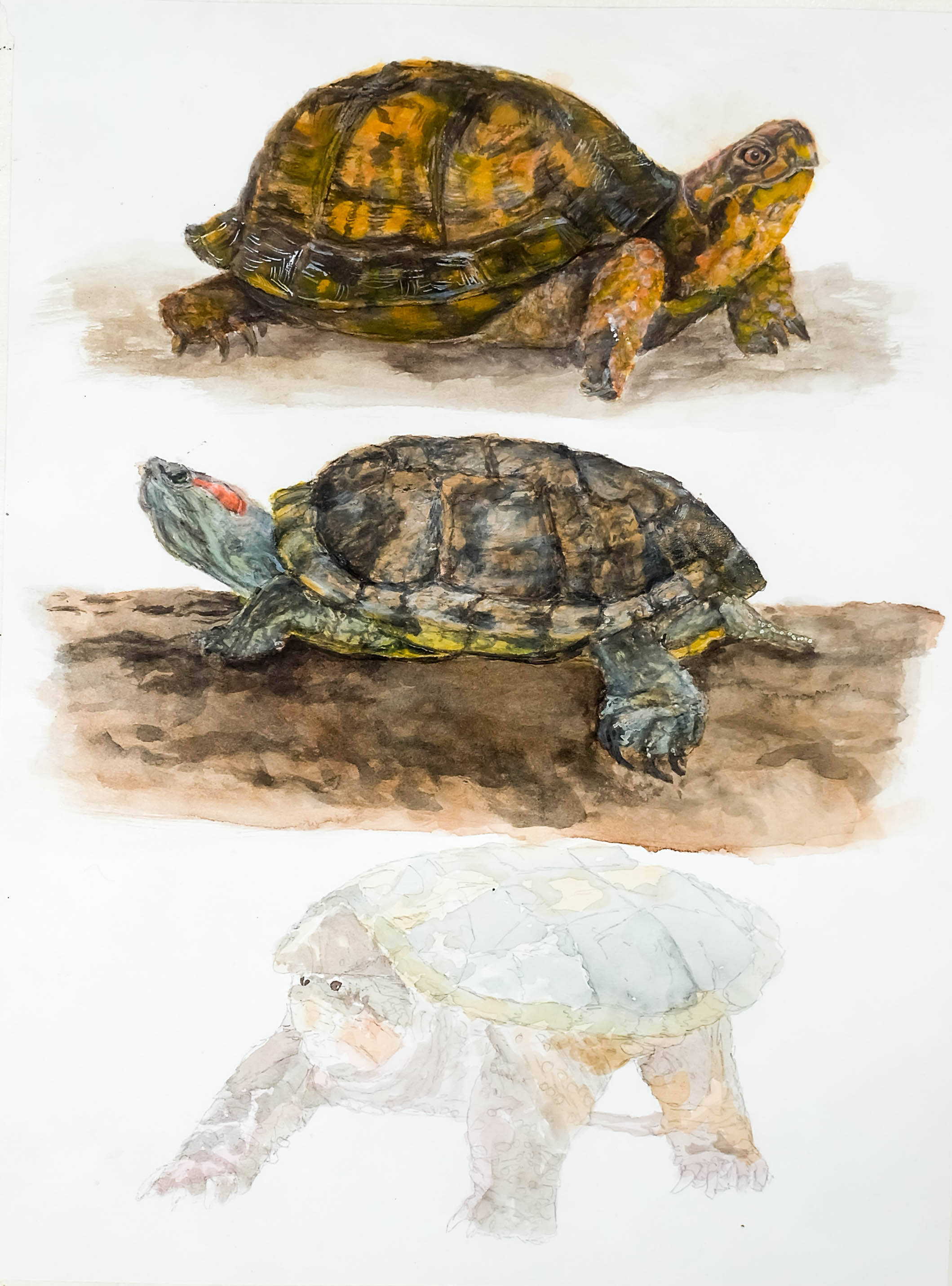 Snapping Turtle Fine Art Print from an original watercolor | Etsy