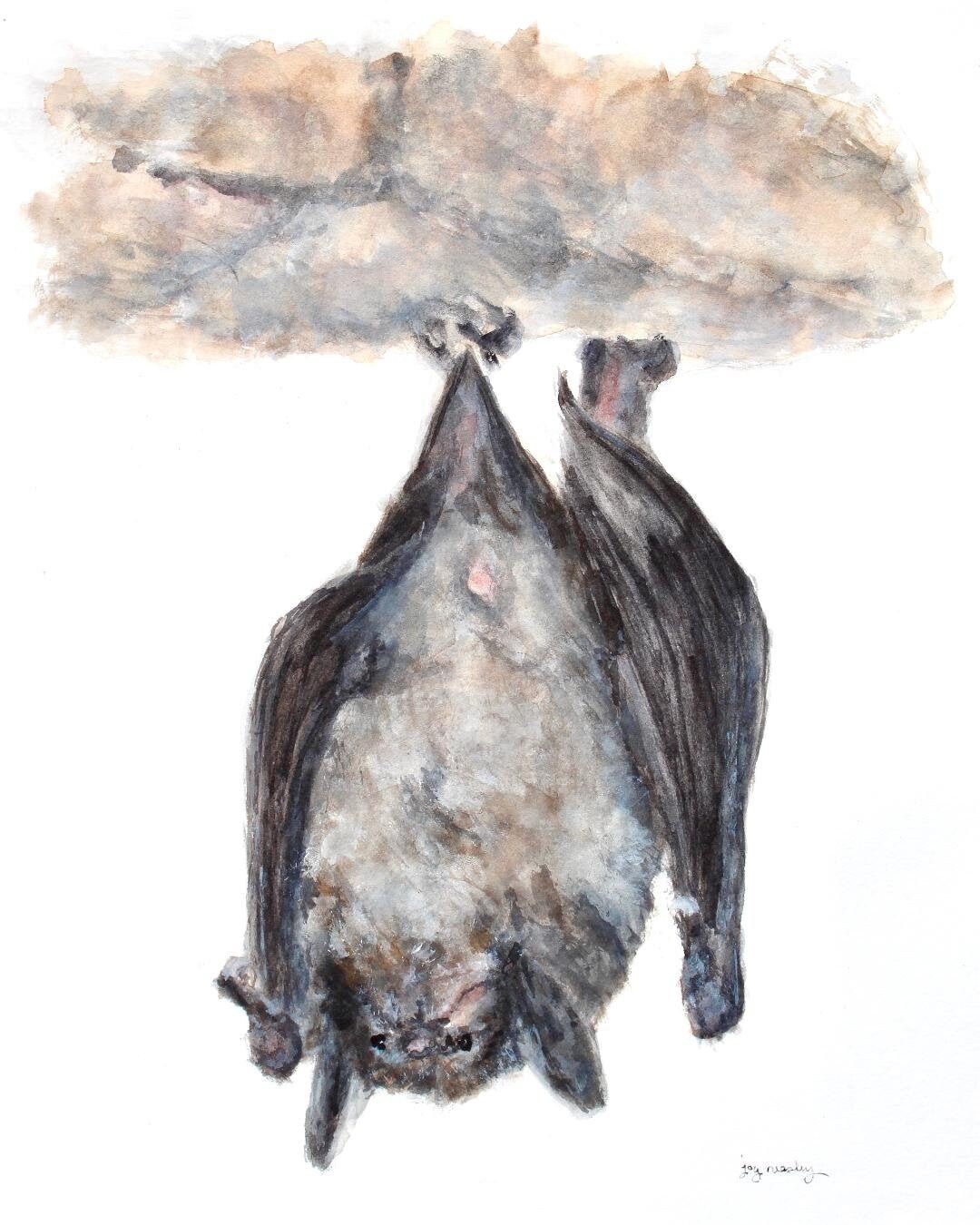 Gray Bat Myotis Grisescens Original Watercolor Painting by - Etsy UK