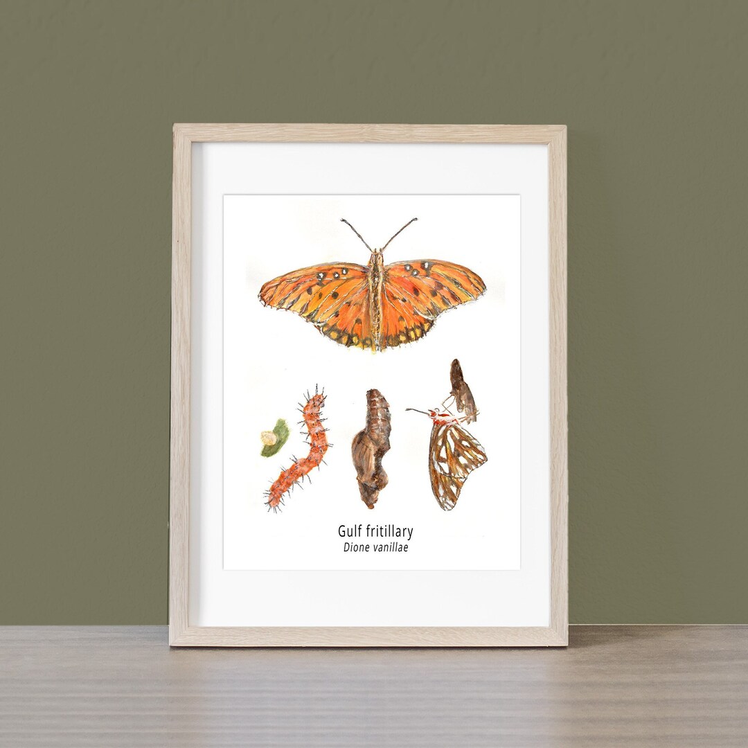 Gulf Fritillary Butterfly Life Cycle Giclee Print Created From the ...