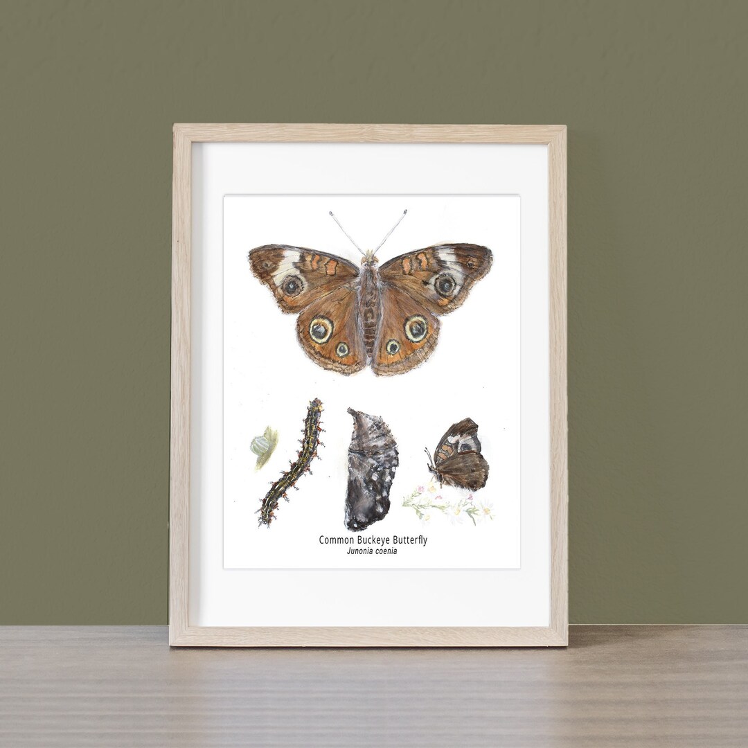 Buckeye Butterfly Life Cycle Giglee Print Created From the Original ...