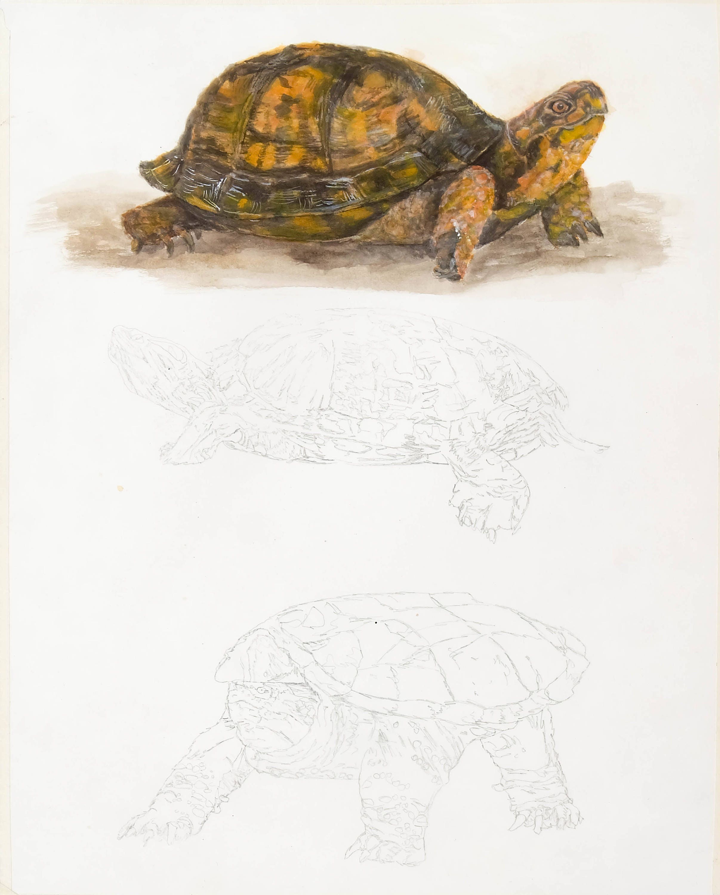 Snapping Turtle Fine Art Print from an original watercolor | Etsy