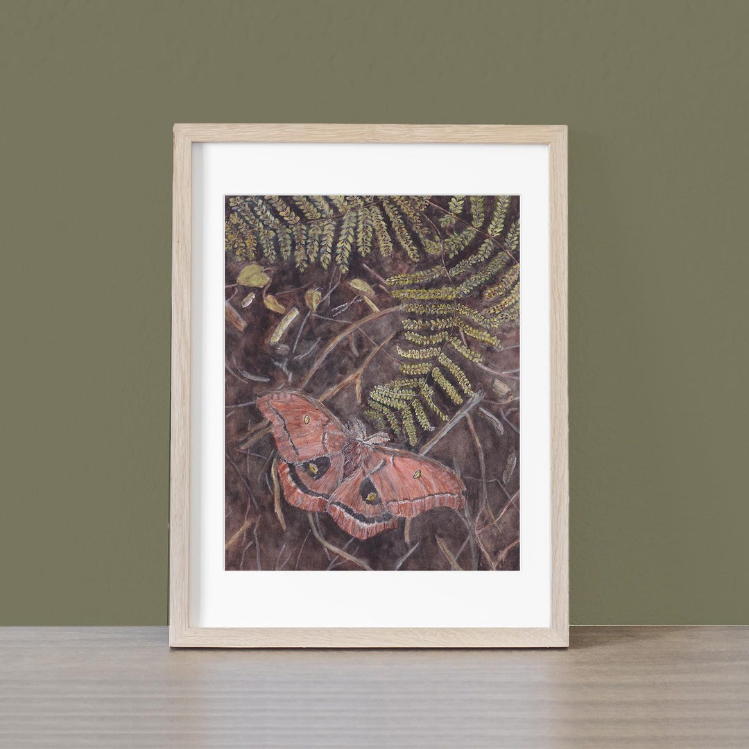 Polyphemus Moth and Ferns on the Woodland Floor Giclee Print - Etsy