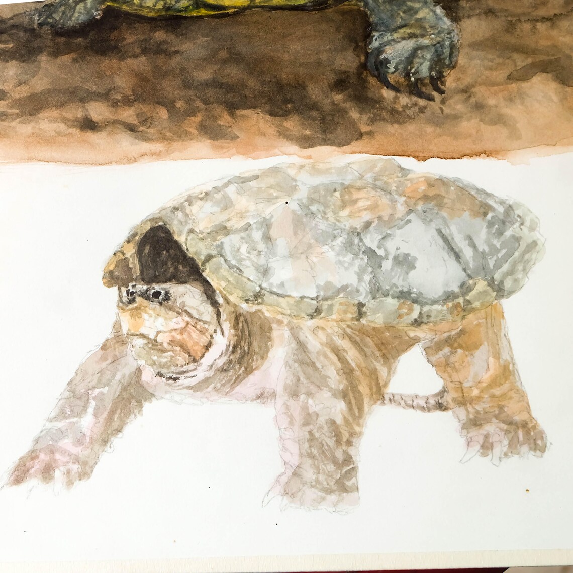 Snapping Turtle Fine Art Print from an original watercolor | Etsy