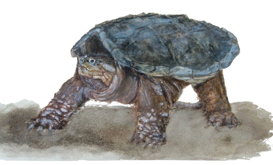 Snapping Turtle Fine Art Print from an original watercolor | Etsy