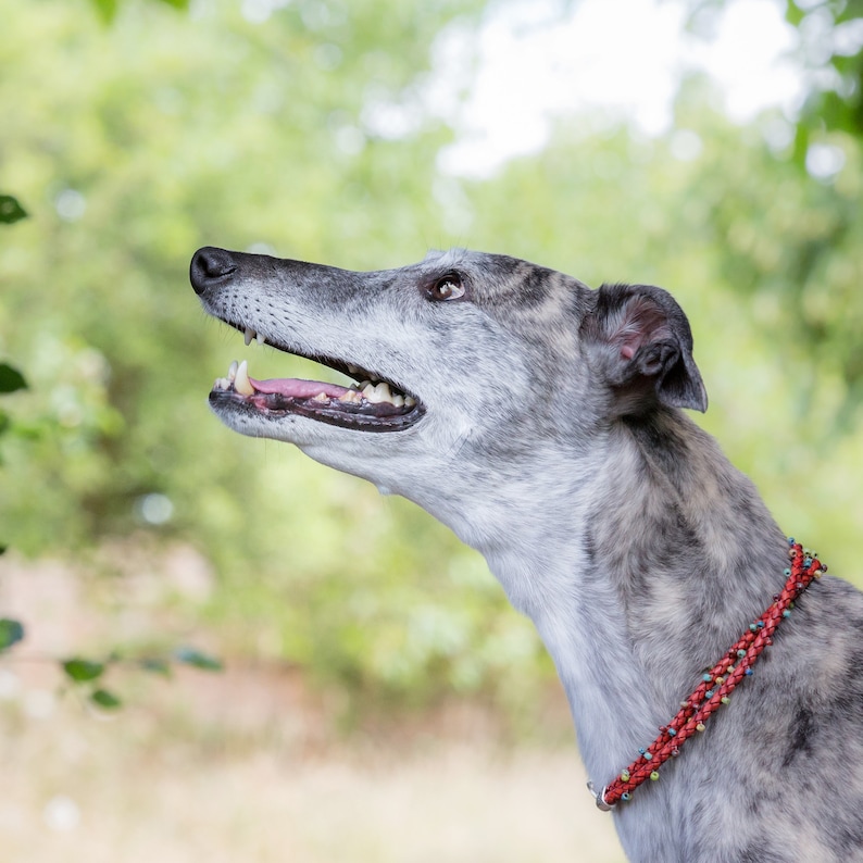 Beaded Braided Leather Tag Collar: Boho Sighthound I.D. Collar - Etsy