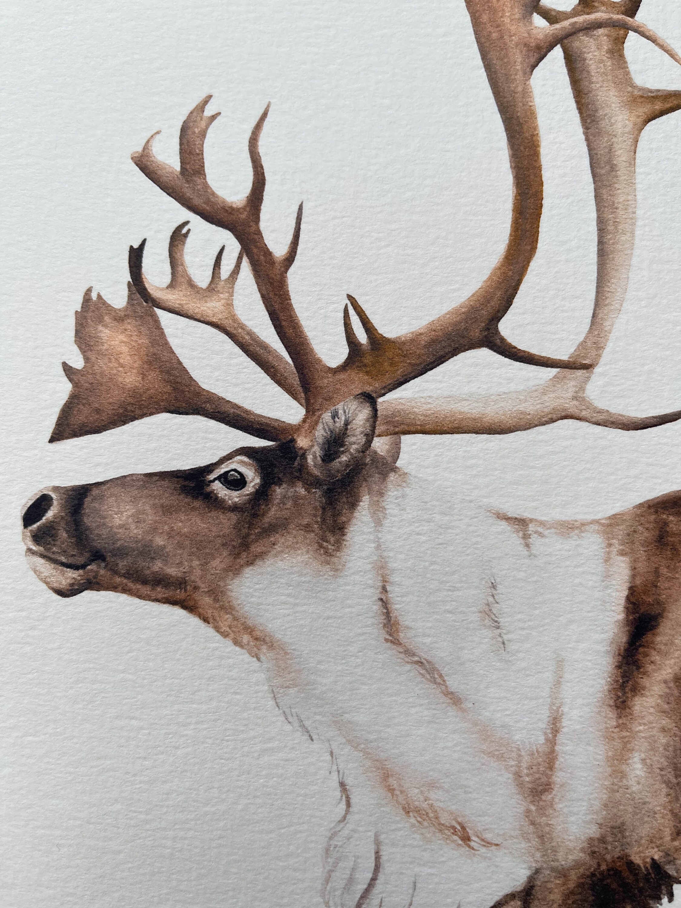 Caribou Watercolor Painting Art Print 8"x10" - Etsy
