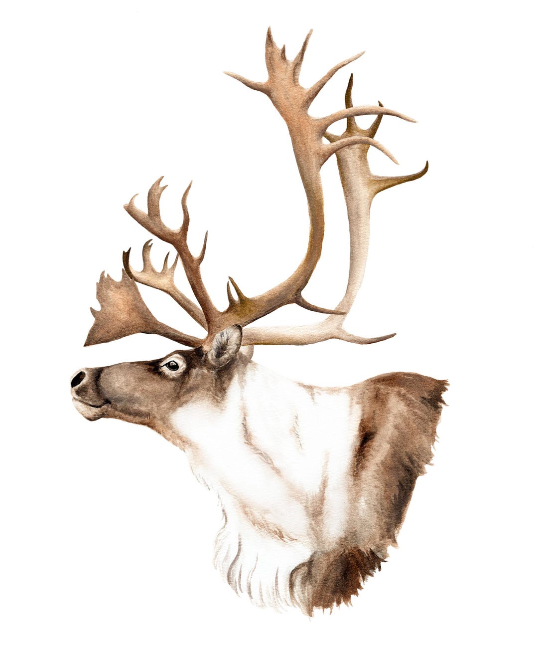 Caribou Watercolor Painting Art Print 8"x10" - Etsy