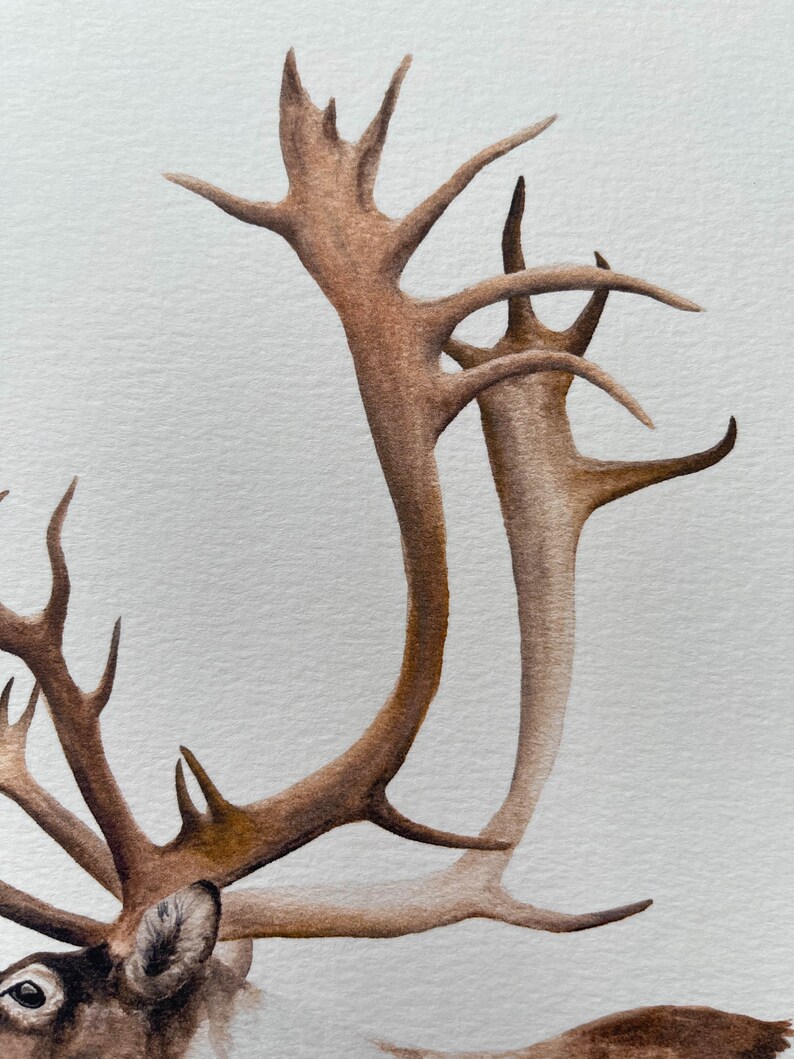 Caribou Watercolor Painting Art Print 8"x10" - Etsy