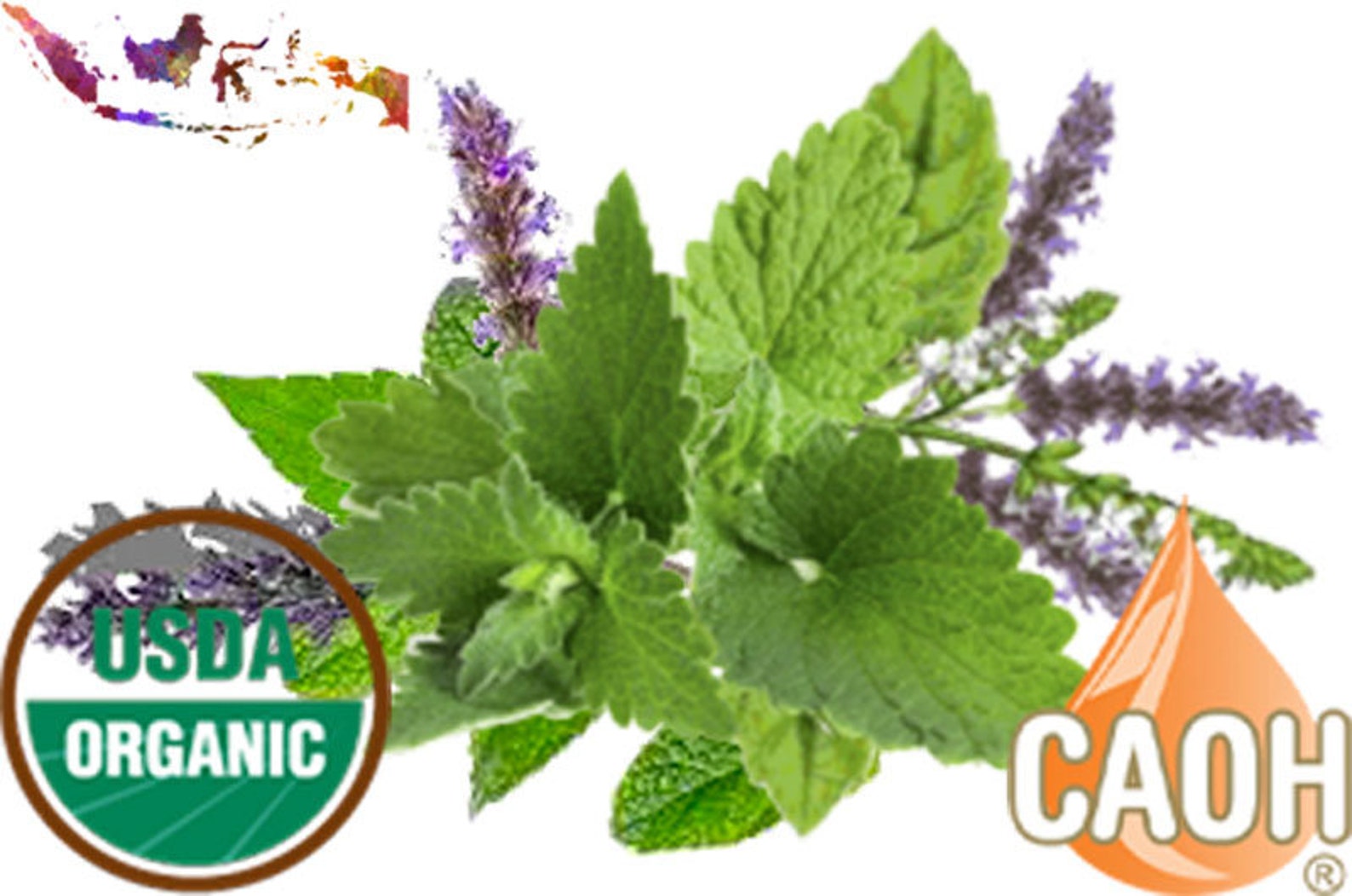 Organic Patchouli Pogostemon Cablin Oil 30 Ml 1 Oz - Etsy Organic Patchouli Pogostemon Cablin Oil 30 Ml 1 Oz - Etsy
