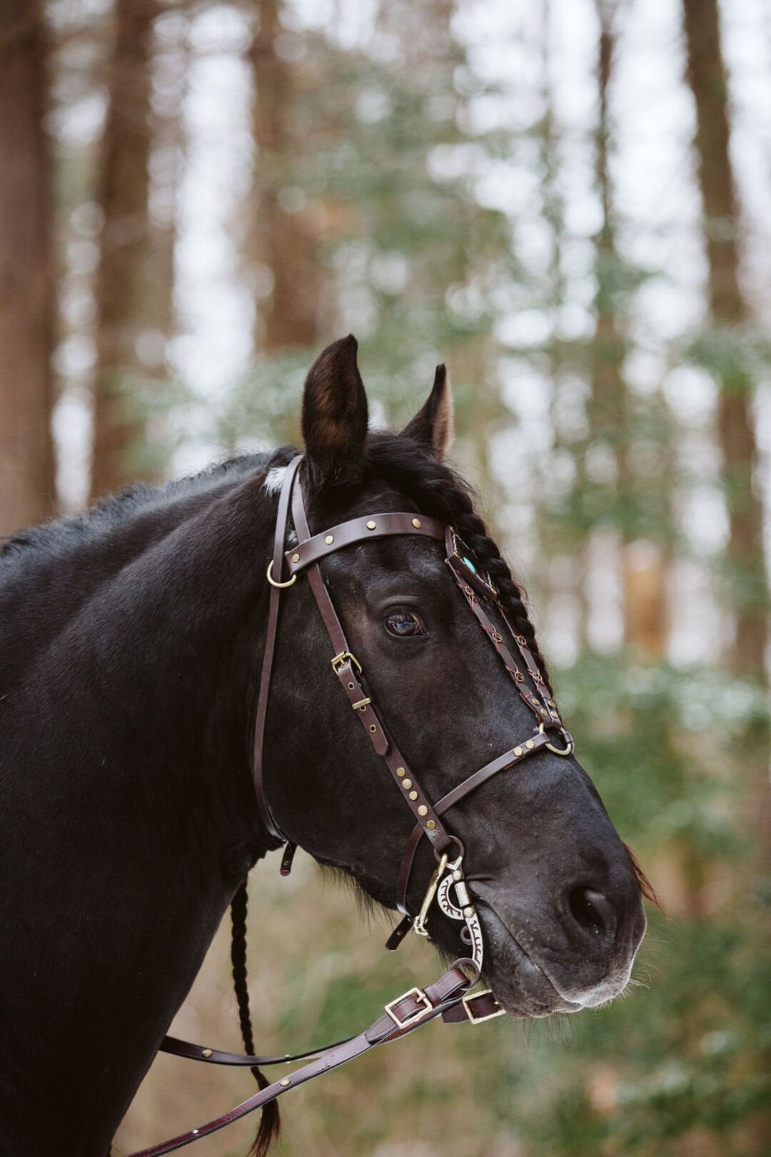 Western Bridle On Horse