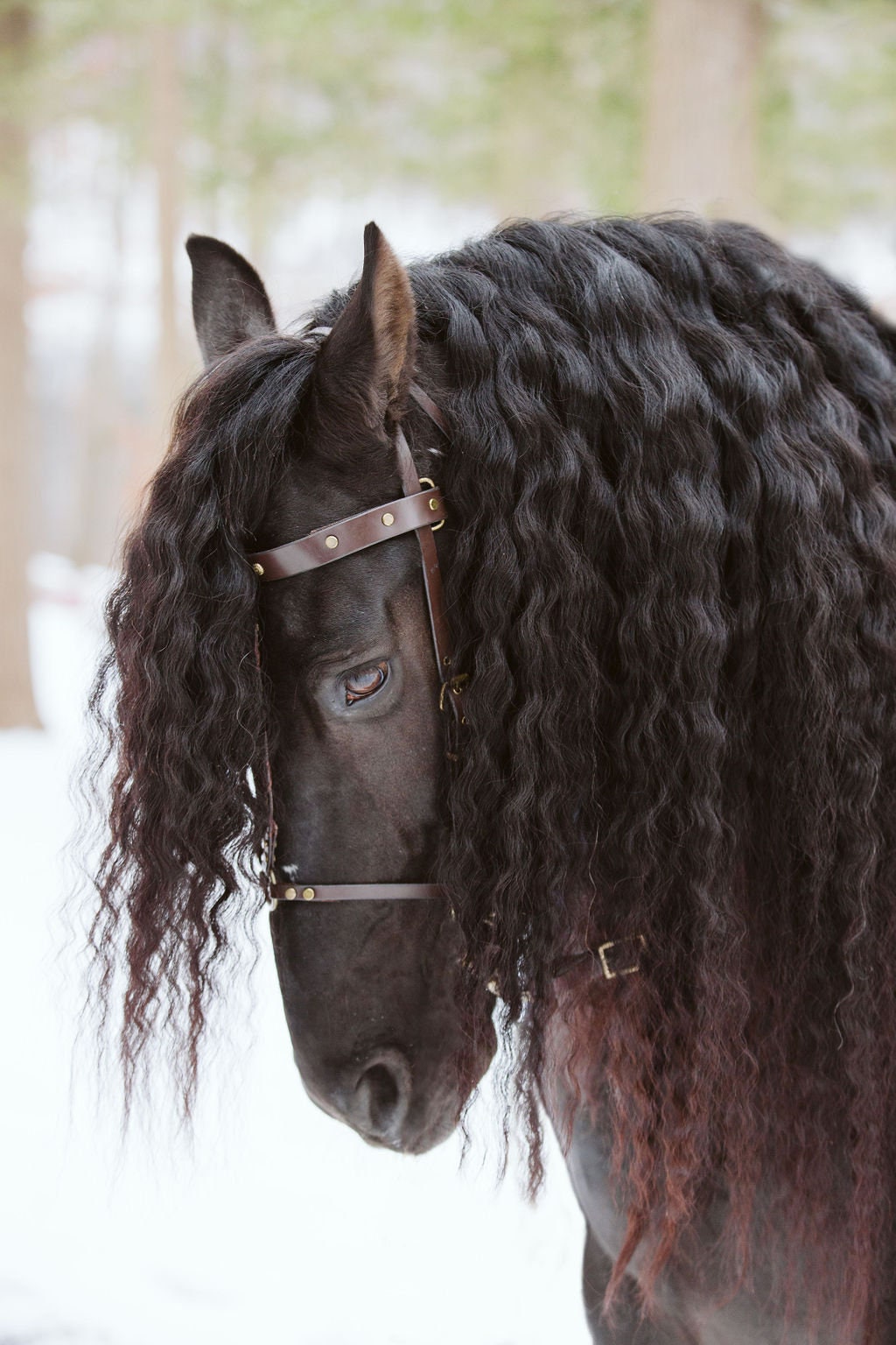 Show Bridle With Matching Reins English Bridle Western | Etsy