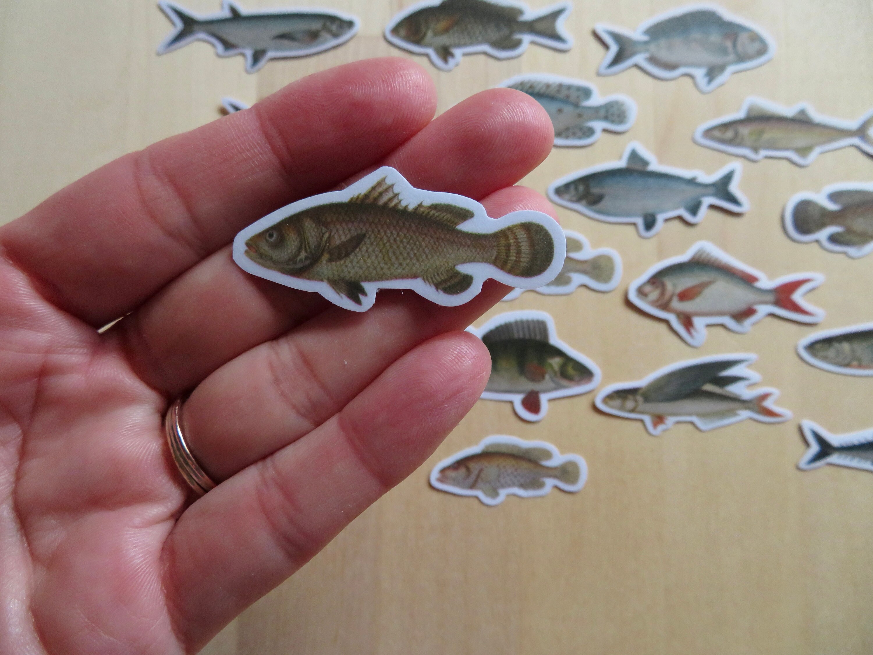 20 Illustrated Fish Stickers Marine Animal Ocean Stickers | Etsy