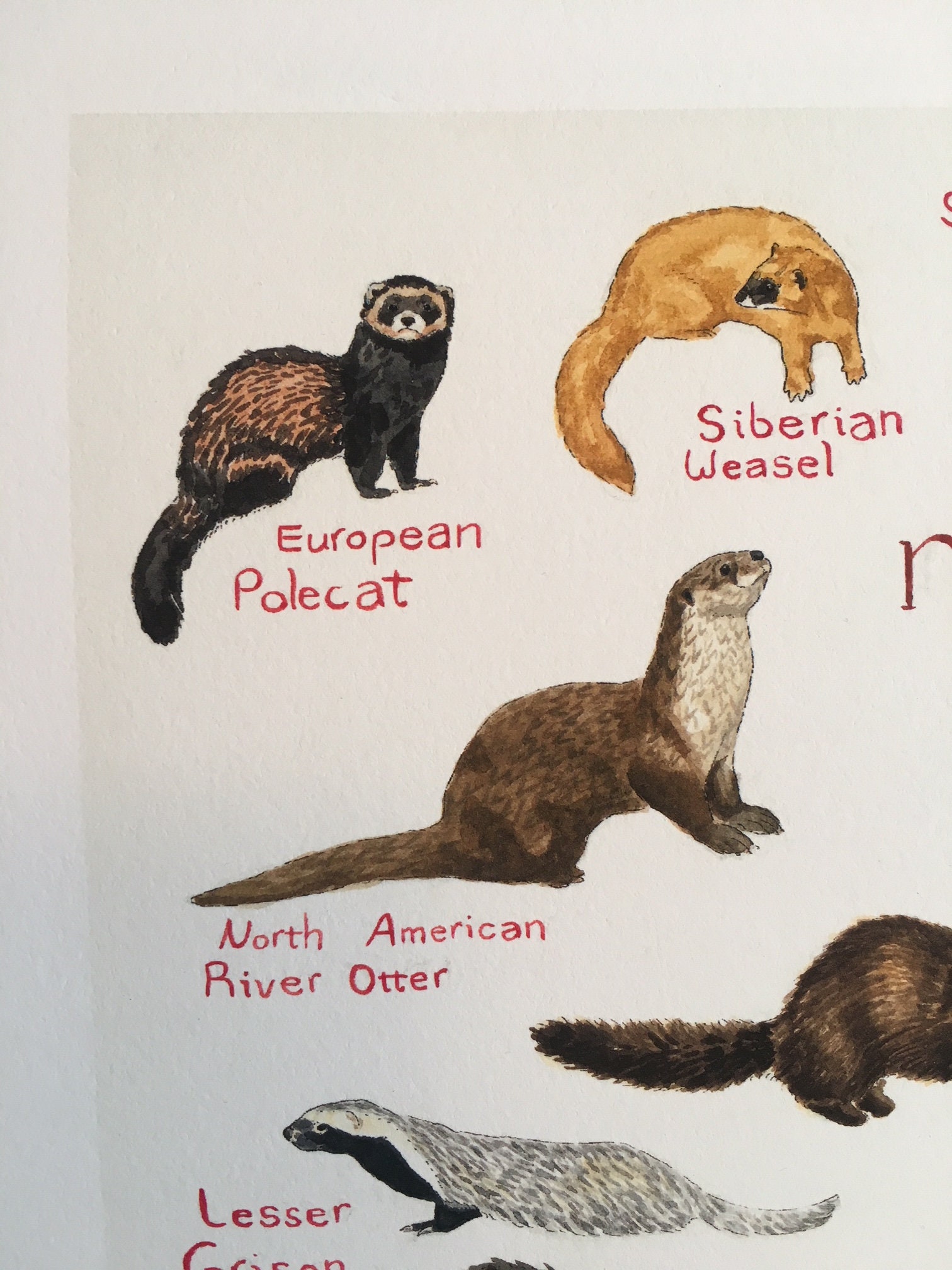 Art Print Weasel Chart - Etsy