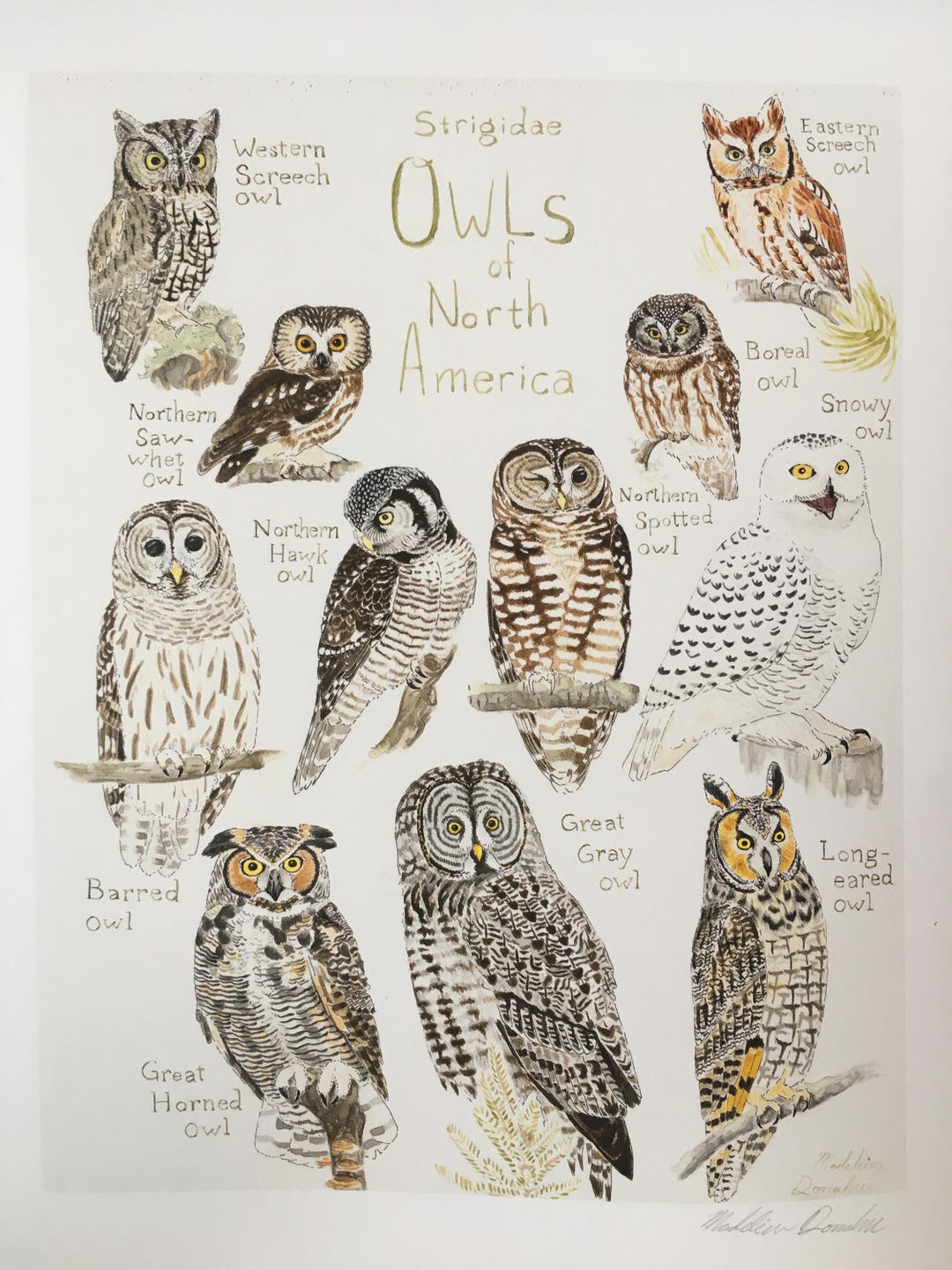 Art Print Owls of North America Chart Watercolor - Etsy