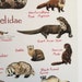 Art Print Weasel Chart - Etsy UK