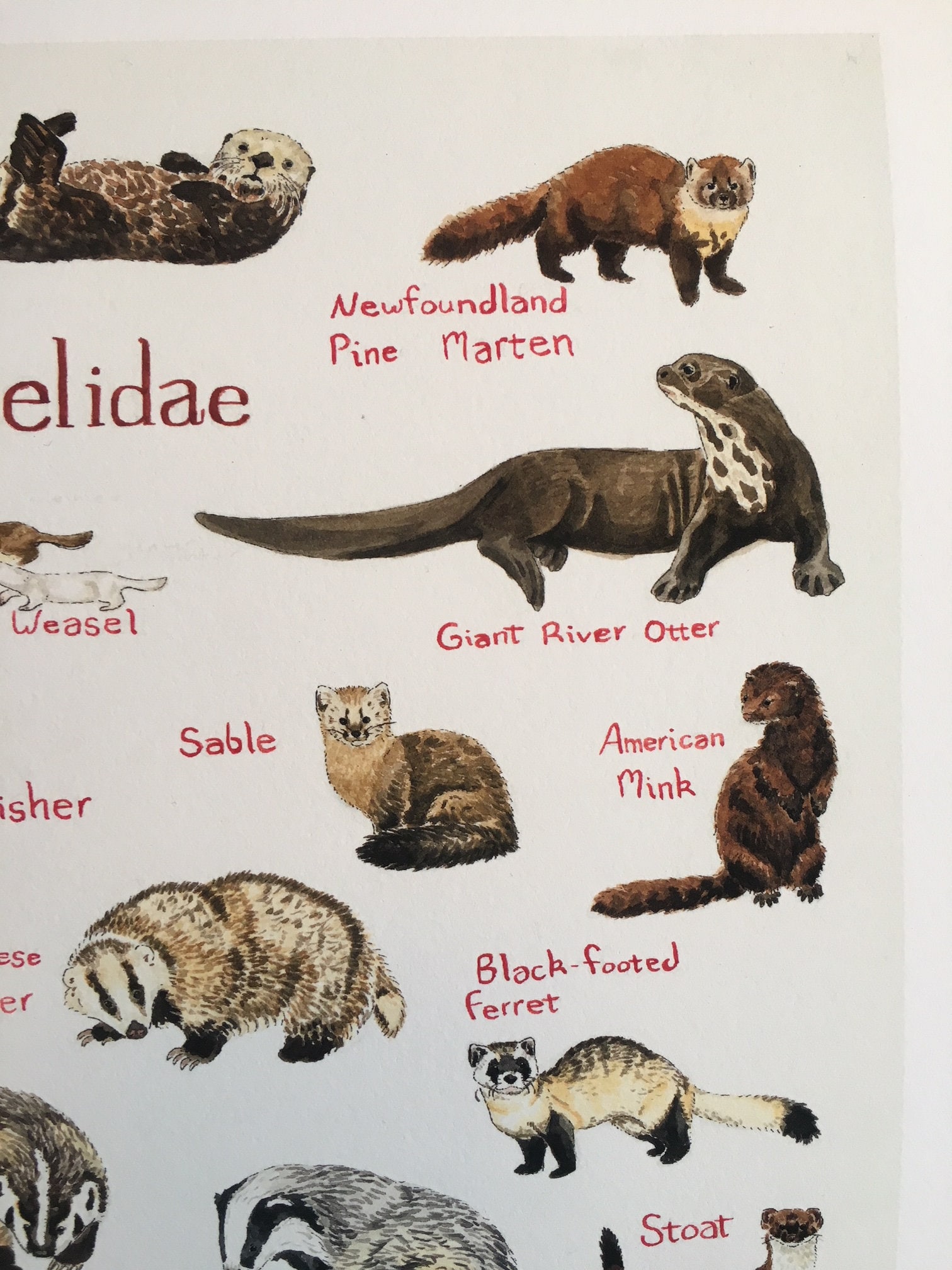 Art Print Weasel Chart - Etsy