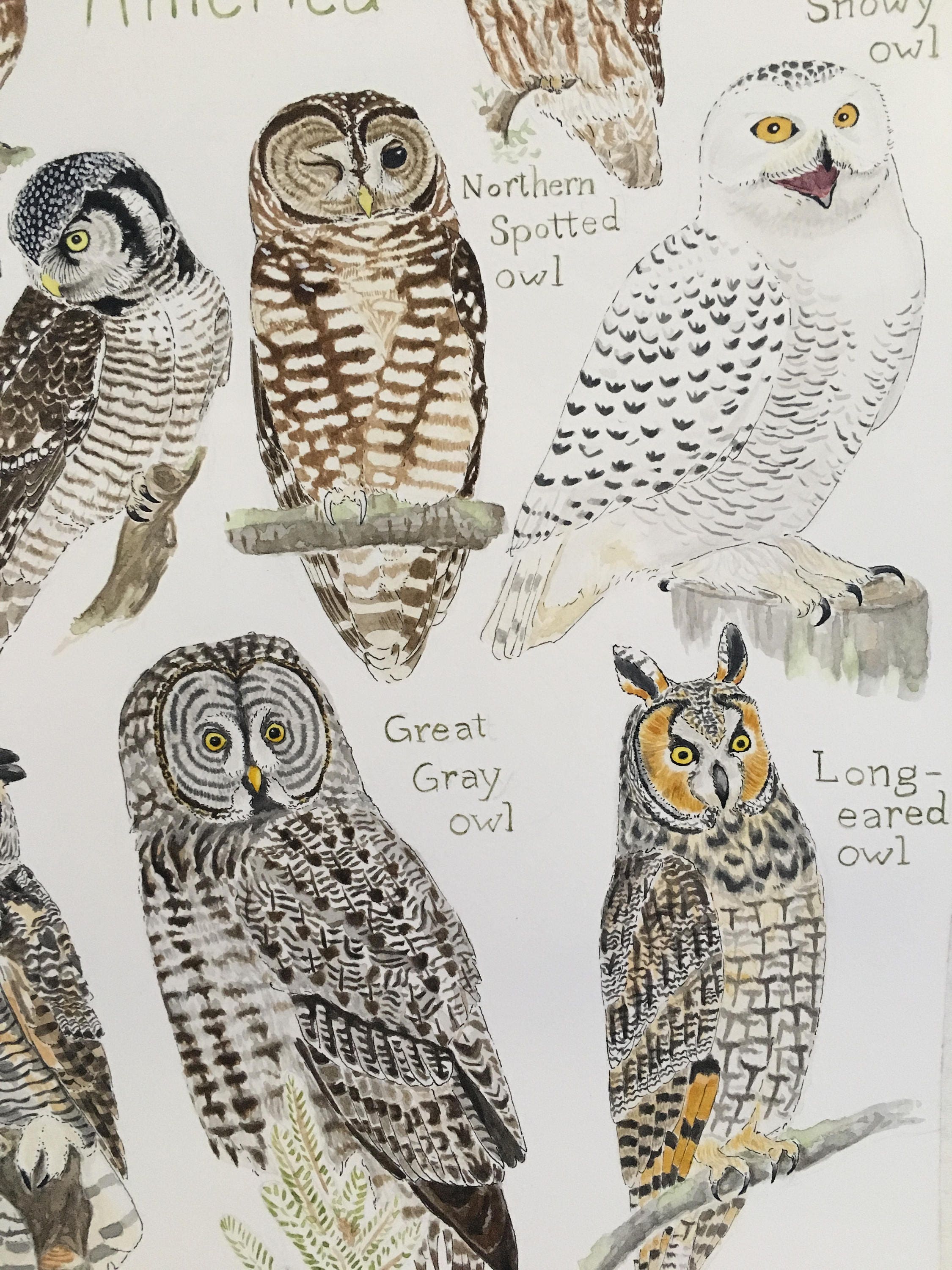 Art Print Owls of North America Chart Watercolor - Etsy
