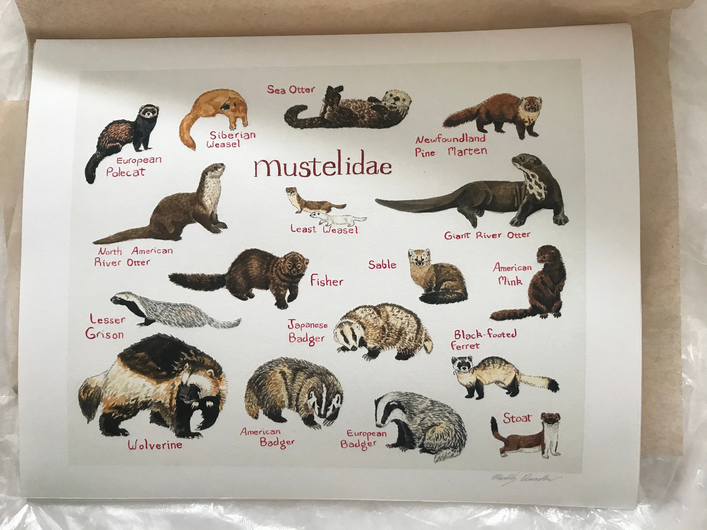 Art Print Weasel Chart - Etsy