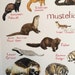Art Print Weasel Chart - Etsy UK