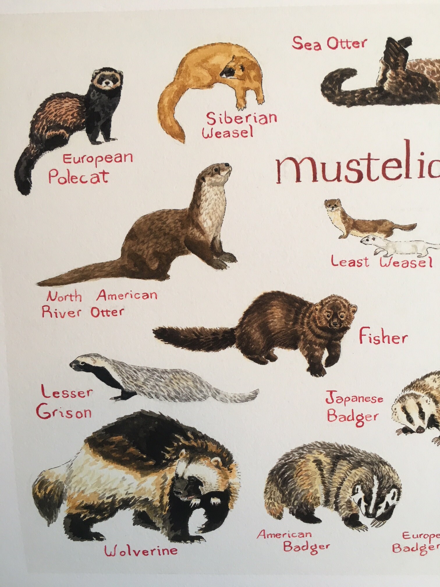 Art Print Weasel Chart - Etsy