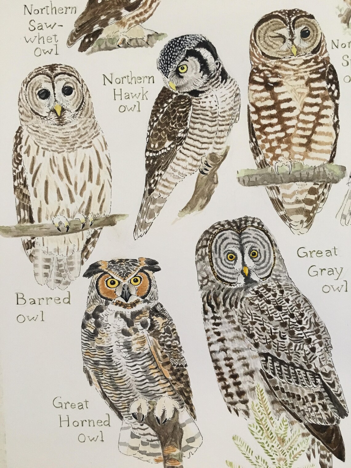 Art Print Owls of North America Chart Watercolor - Etsy
