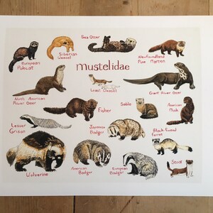 Art Print Weasel Chart - Etsy