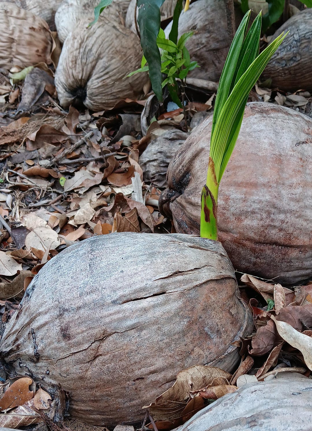 Coconut Sprout, Coconut Bread, Coconut Tree - Etsy