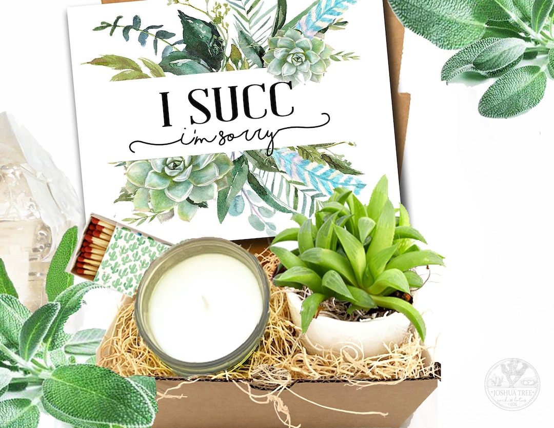 Apology Gift - I Succ - I'm Sorry Succulent Mini Gift Box - Sunshine ...