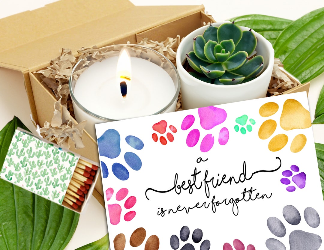 A Best Friend is Never Forgotten - Live Succulent Pet Sympathy Gift Box ...