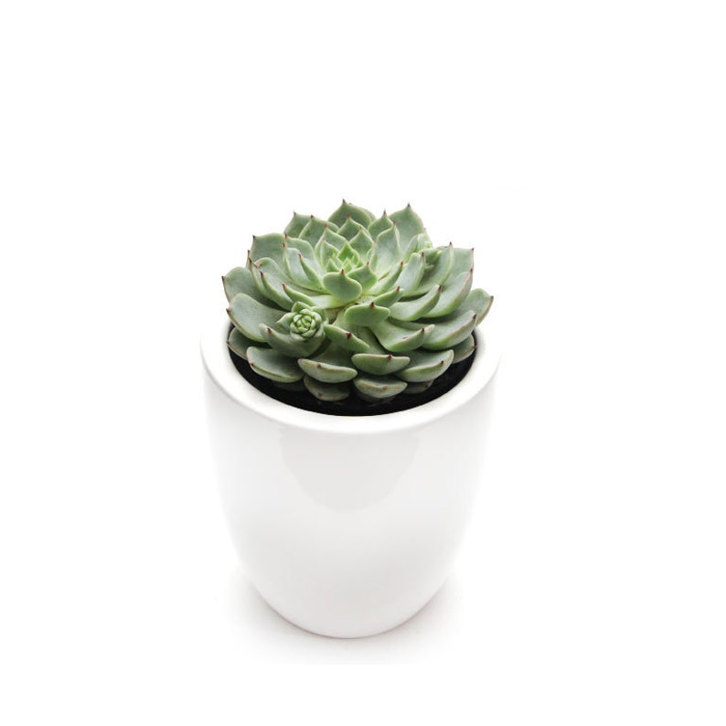 Sisters Succulent Gift Box Set Free Shipping Joshua Tree - Etsy