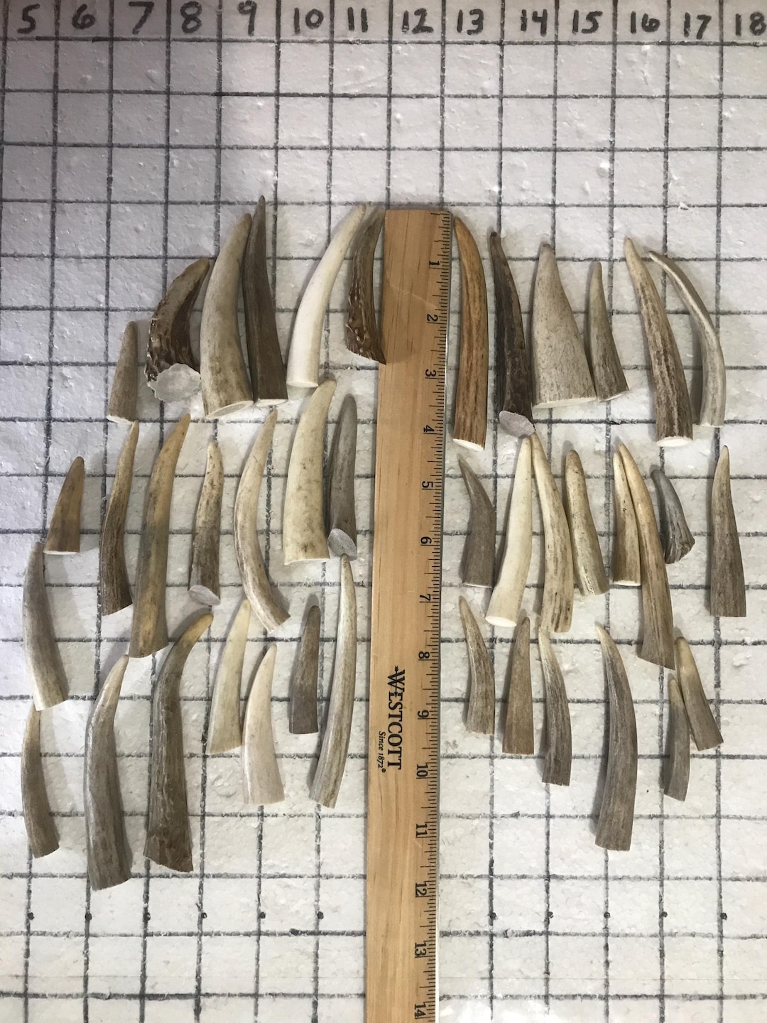 1lb or 2lb Bag of Craft Antler Tips. No Damage. Antler Tips. - Etsy