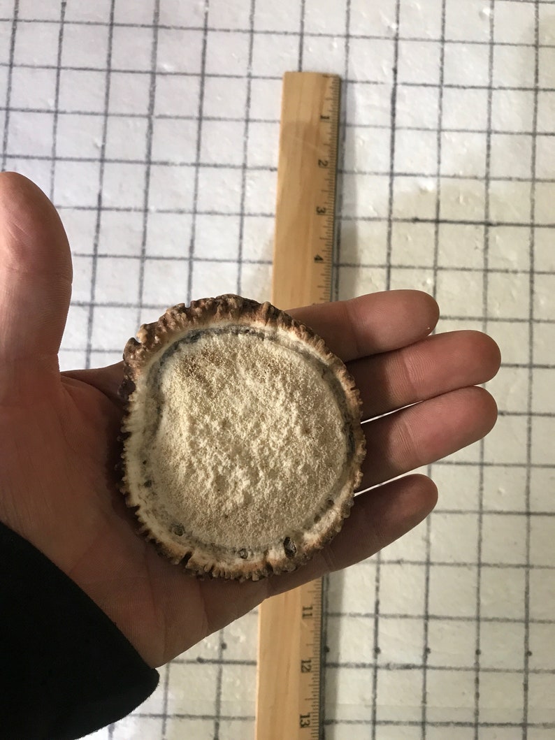 Elk Anlter Burr, Antler Belt Buckle,antler Paper Weight. - Etsy