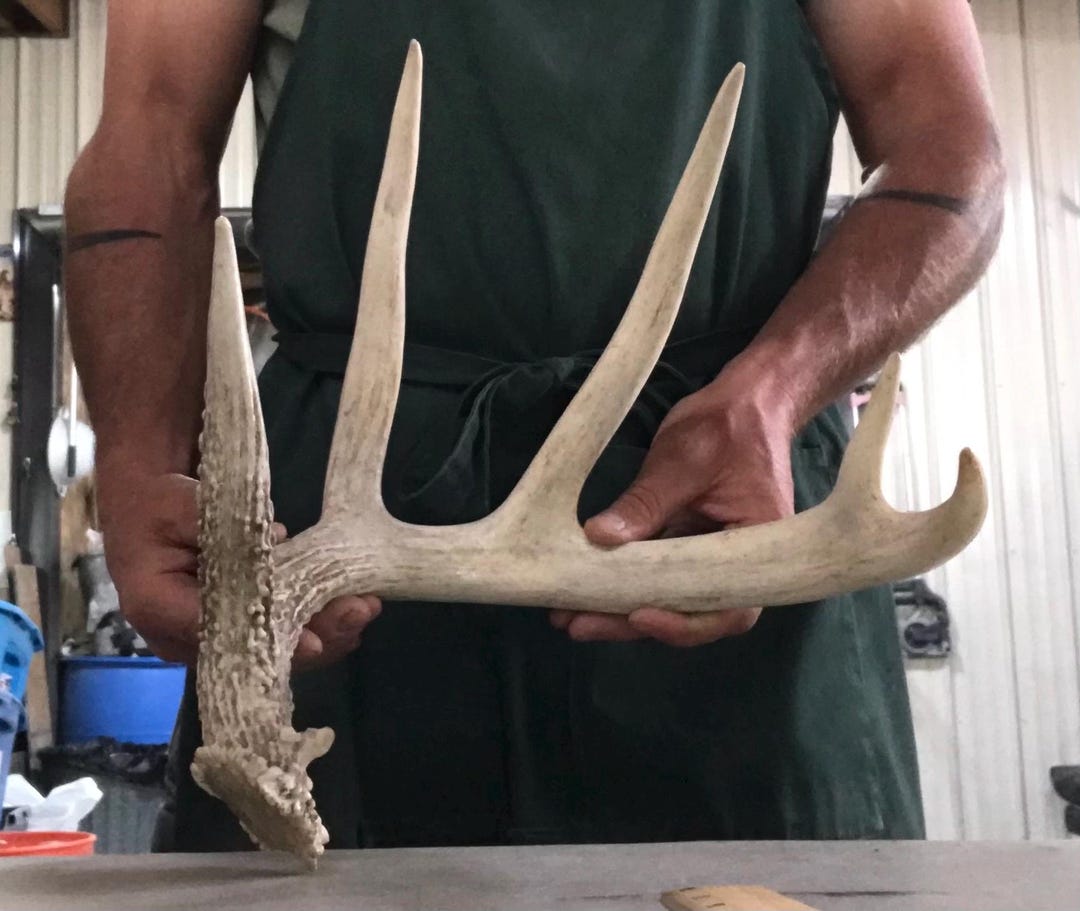 Huge Whitetail Deer Natural Shed Antler/5 Point Shed Antler - Etsy