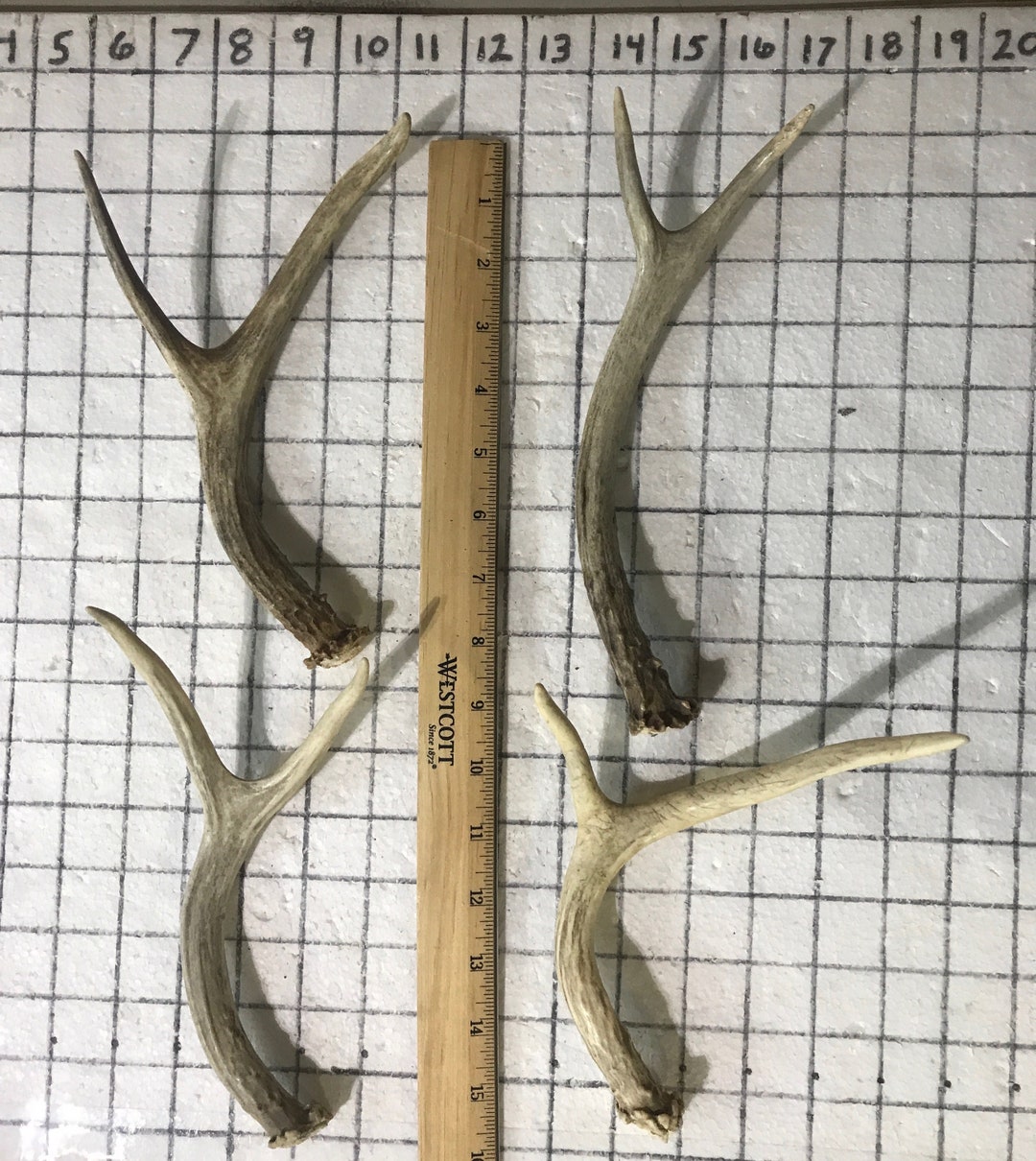 4 Count Real Deer Antler. Small Antler. Decoration Antler. - Etsy