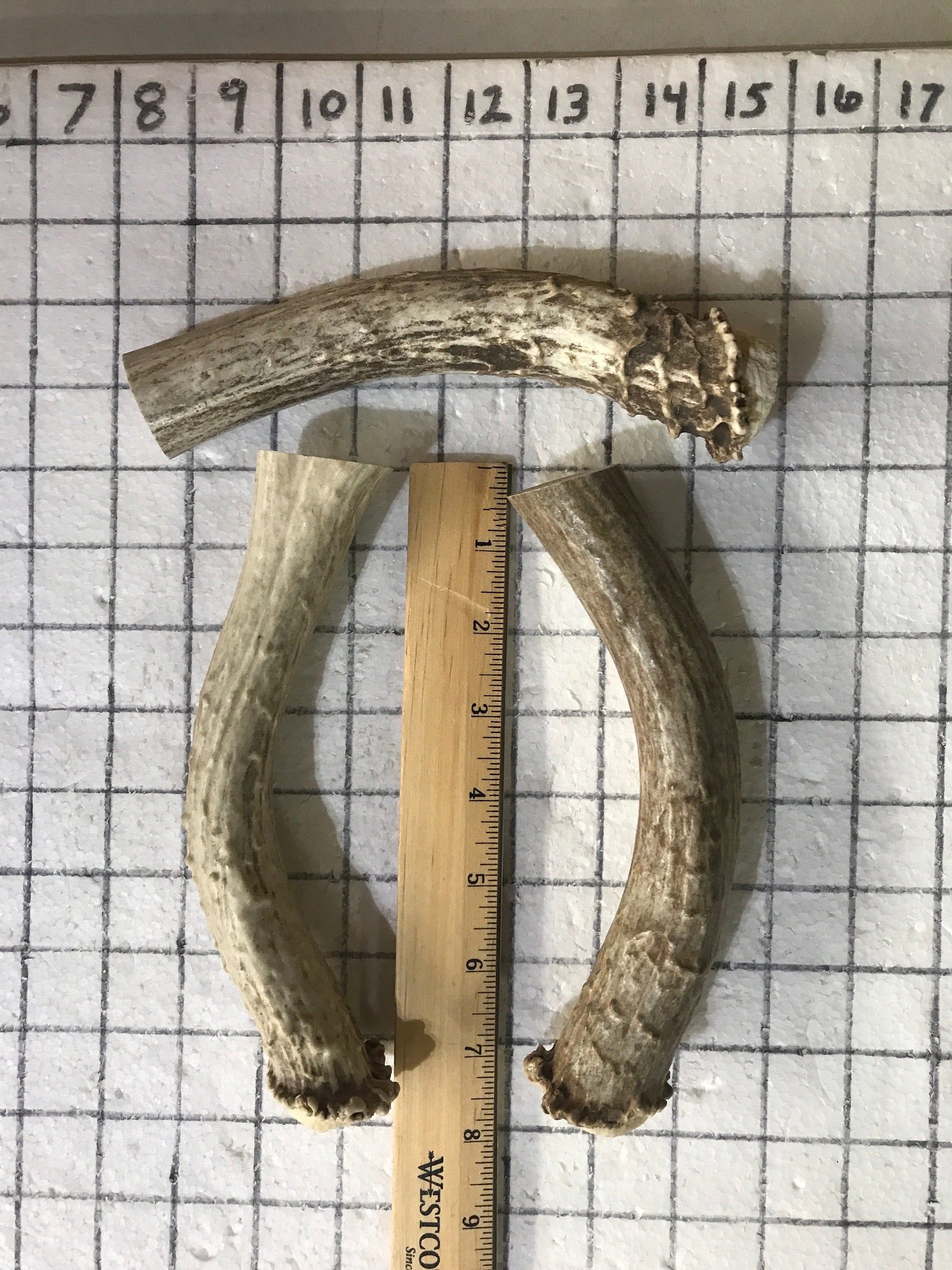 3 Pack Antler Knife Handles With Beam and Burr,antler Knife Handle or ...